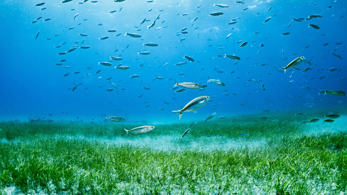 Why is seagrass important? – Seagrasses Official Website